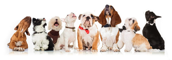 Dog Lover Apparel, Gifts and Accessories - Live Love Dogs®